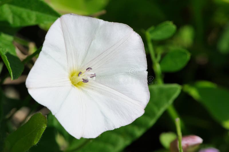 White Convolvulus (Bindweed) Flower Close-Up Stock Image - Image of ...