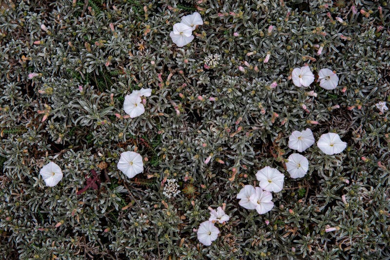 White Convolvulus Flowers Blooming on Silver Bush Creating Beautiful ...