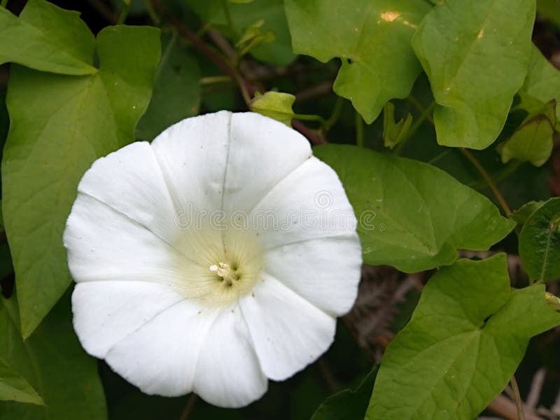 White Convolvulus, Morning Glory Flower Stock Photo - Image of ...