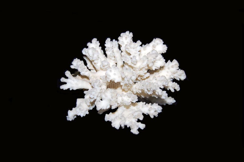 White sea coral stock photo. Image of underwater, whimsical - 22560380