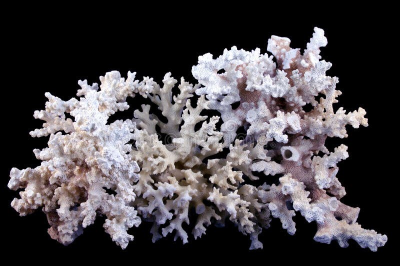 White sea coral stock photo. Image of underwater, whimsical - 22560380