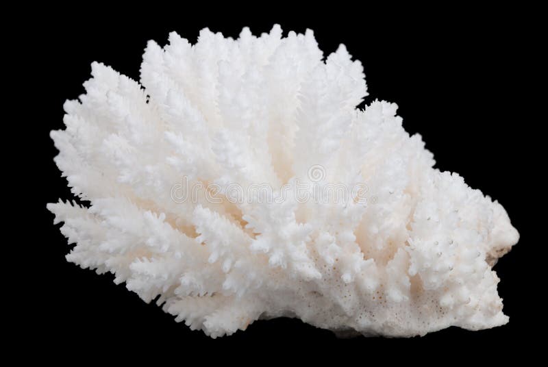 White sea coral stock photo. Image of underwater, whimsical - 22560380