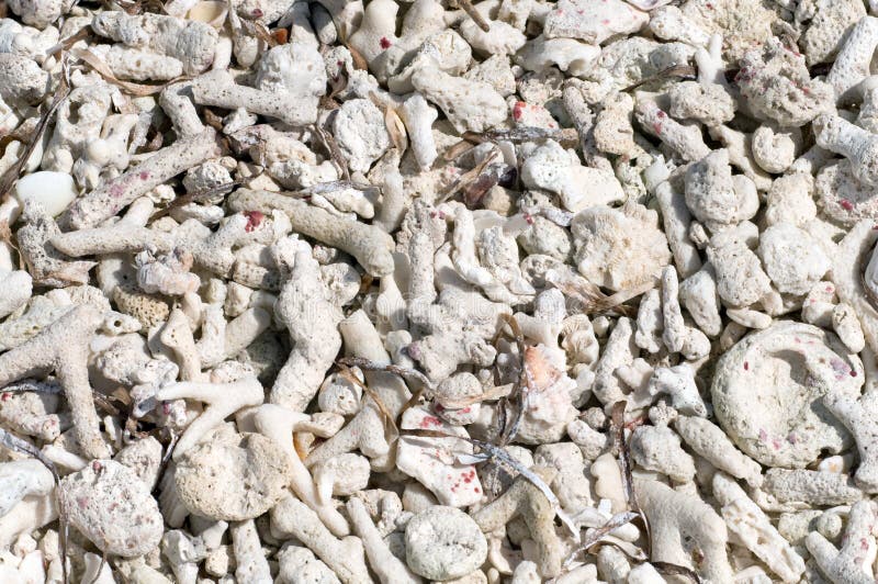 White coral stock image. Image of coast, sand, seashell - 24478827