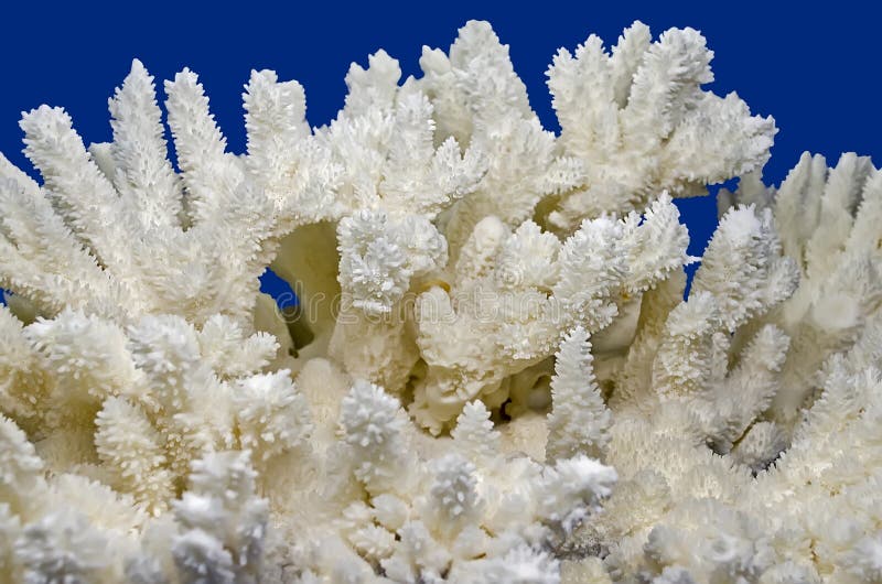 White coral stock photo. Image of closeup, sealife, ocean - 27678146