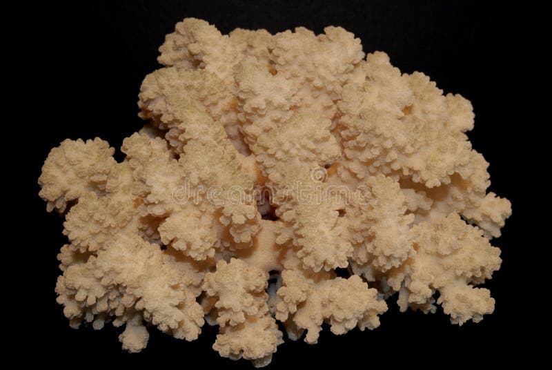 White sea coral stock photo. Image of underwater, whimsical - 22560380