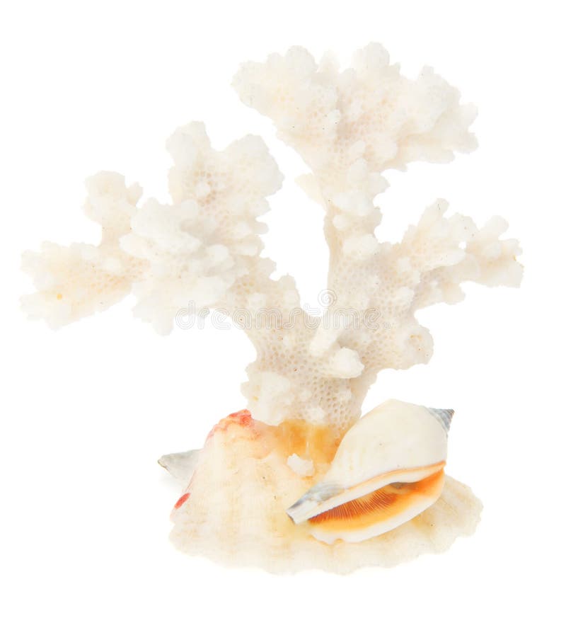 White coral stock image. Image of object, nature, white - 22556873