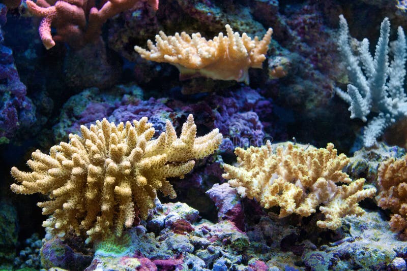 White Coral in the Coral Garden Underwater Photo. Stock Image - Image ...