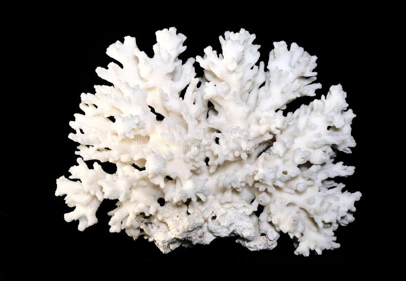 White coral isolated stock image. Image of background - 13212277