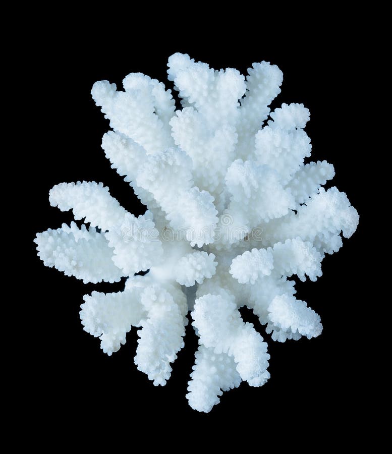 White Coral Isolated on a Black Background Stock Photo - Image of ...