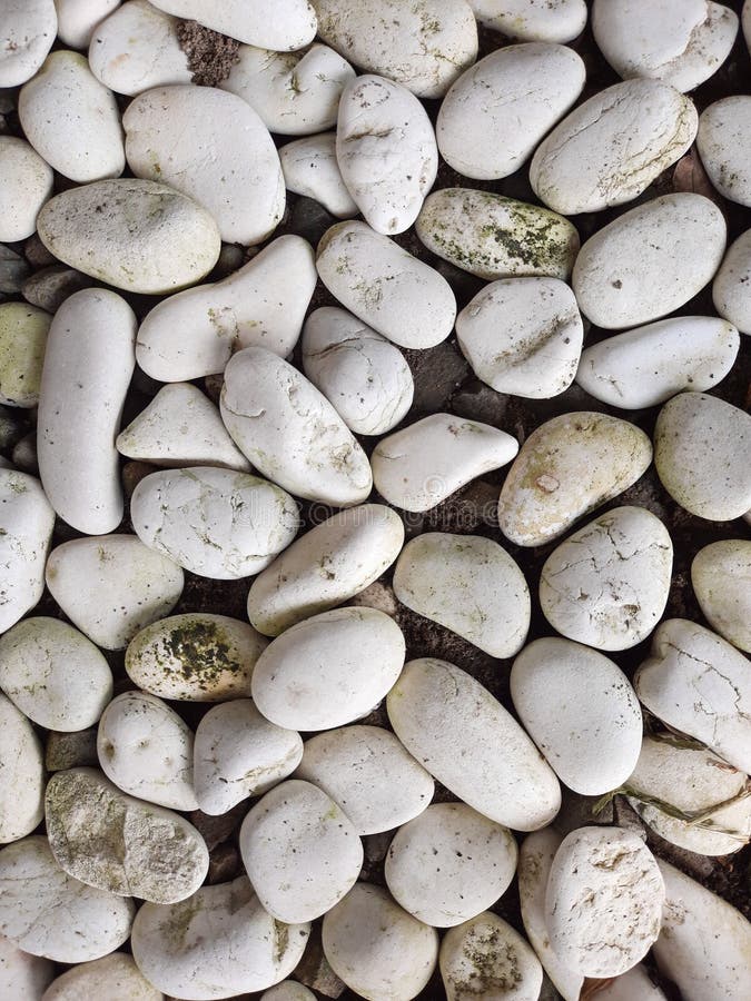 White coral in park stock image. Image of park, coral - 222073687