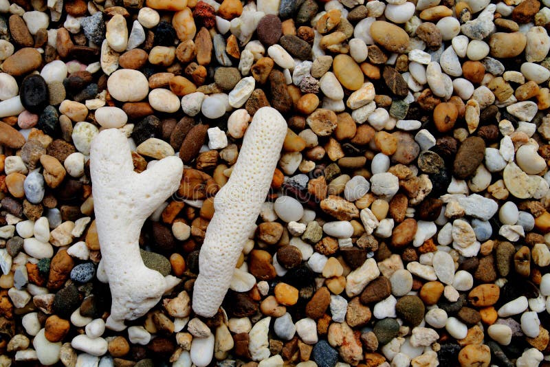 White coral on pebble stock image. Image of macro, shell - 154315071
