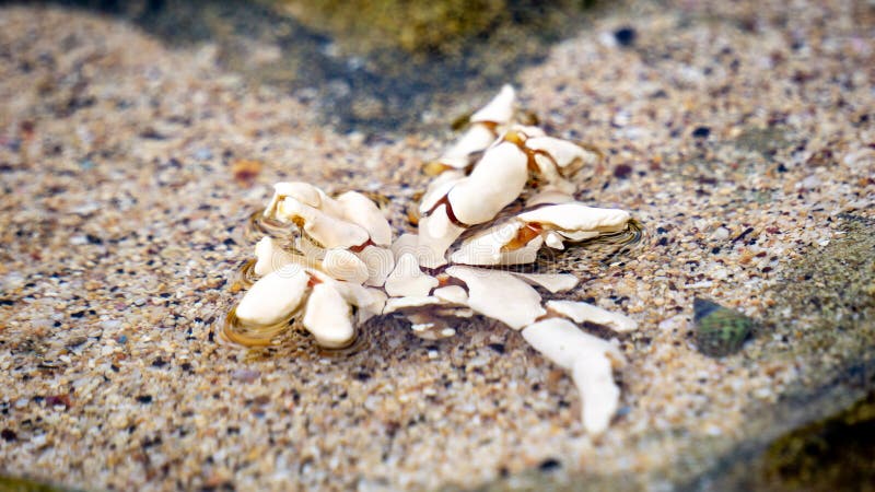White Coral Reef on Rock. a Single Coral Reef Stock Photo - Image of ...