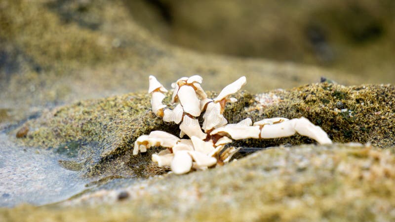 White Coral Reef on Rock. a Single Coral Reef Stock Image - Image of ...