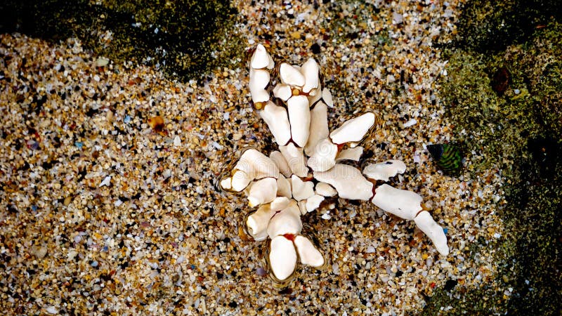 White Coral Reef on Rock. a Single Coral Reef Stock Image - Image of ...