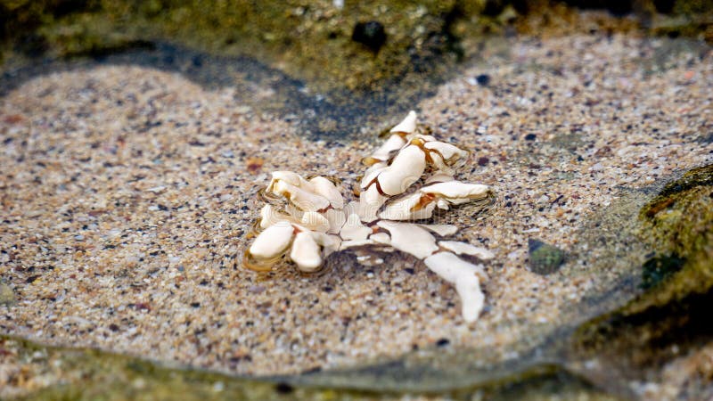 White Coral Reef on Rock. a Single Coral Reef Stock Image - Image of ...