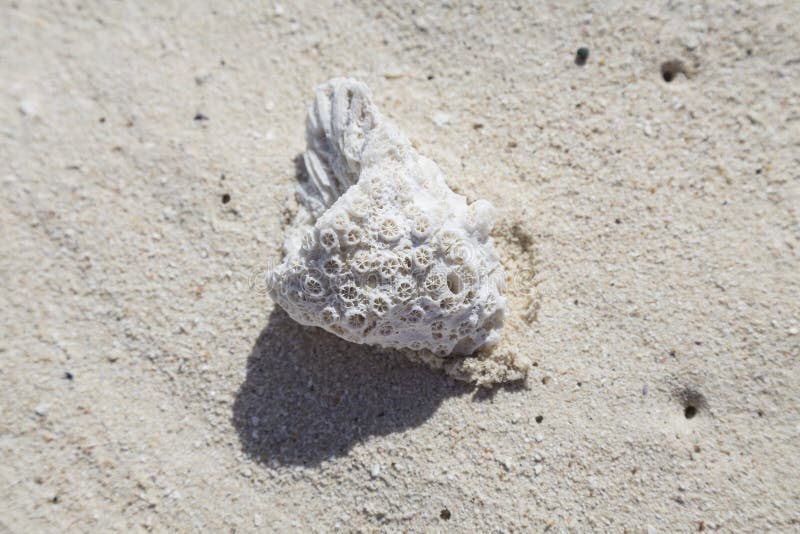 White Coral Shell on a Beach Shore Stock Image - Image of dead, shore ...