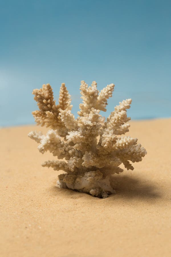 White Coral Shell on the Sandy Beach Stock Image - Image of decoration ...