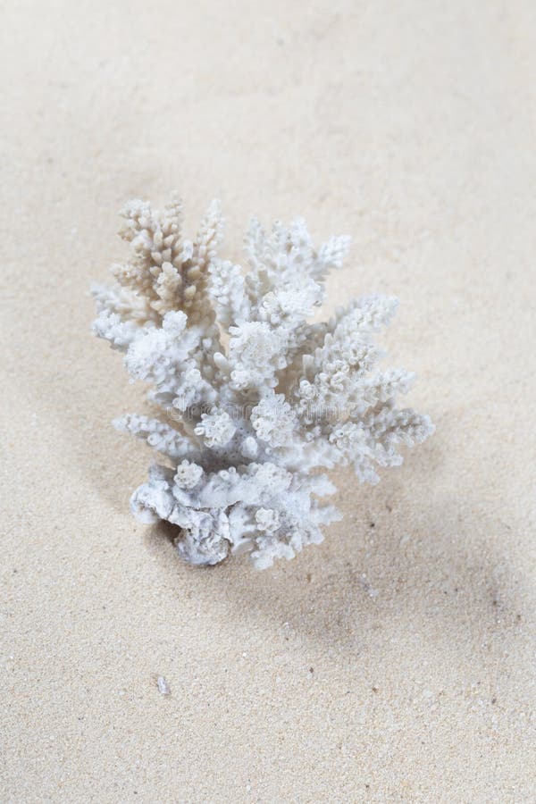 White coral shell texture stock photo. Image of color - 139176802