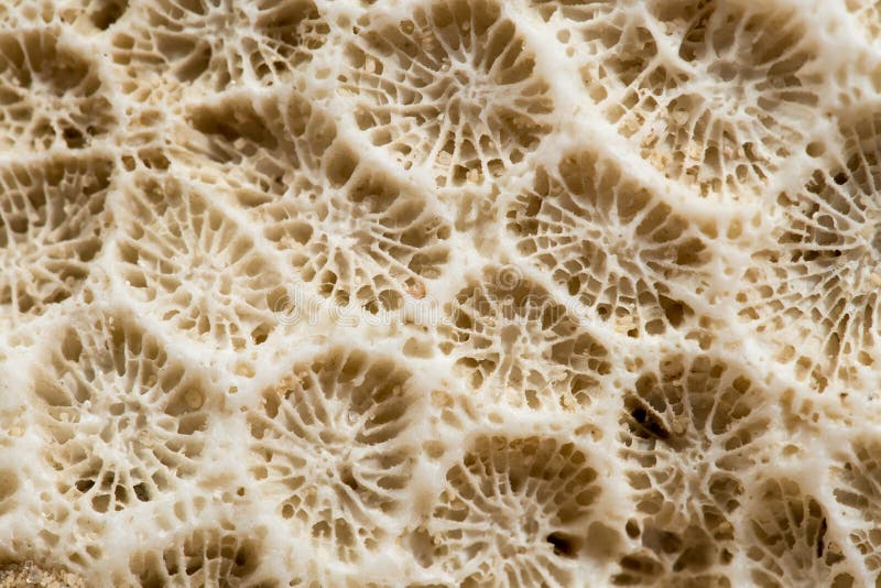 White coral shell texture stock photo. Image of color - 139176802