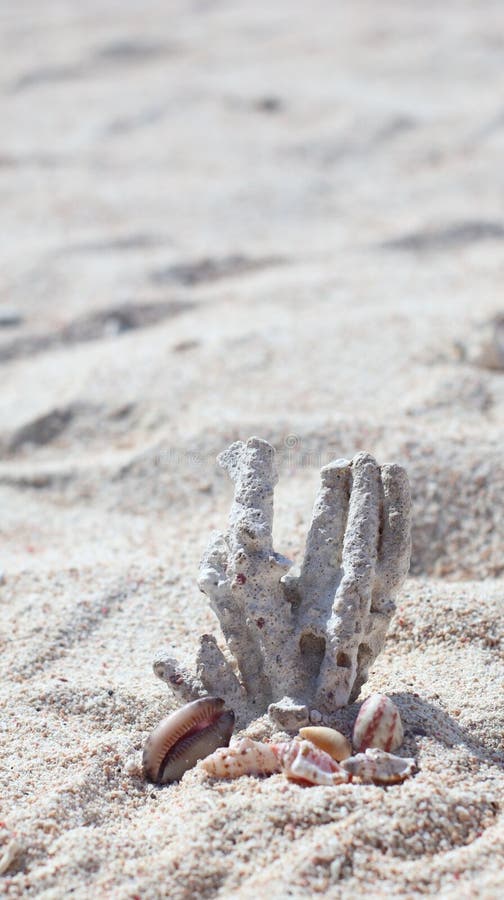 A White Coral with Some Sea Shell Stock Photo - Image of white, snow ...