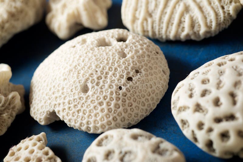 White coral stones stock image. Image of porous, coral - 234864975