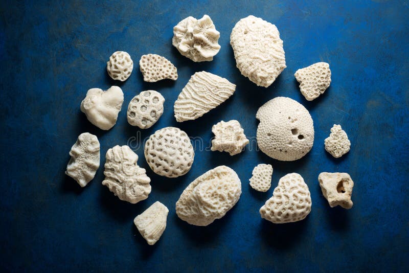 White coral stones stock photo. Image of closeup, decoration - 234864992