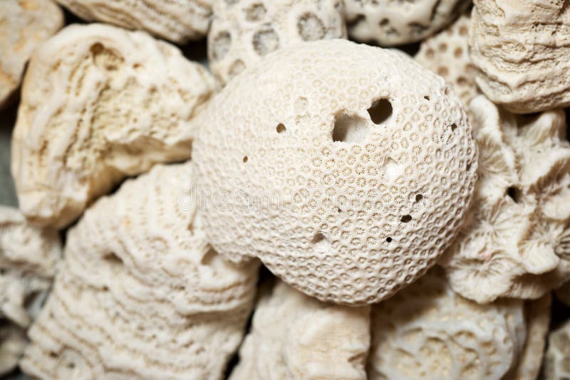 White coral stones stock photo. Image of rock, curve - 205453152