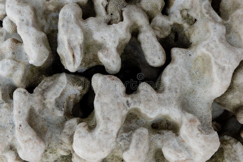 White sea coral stock photo. Image of underwater, whimsical - 22560380