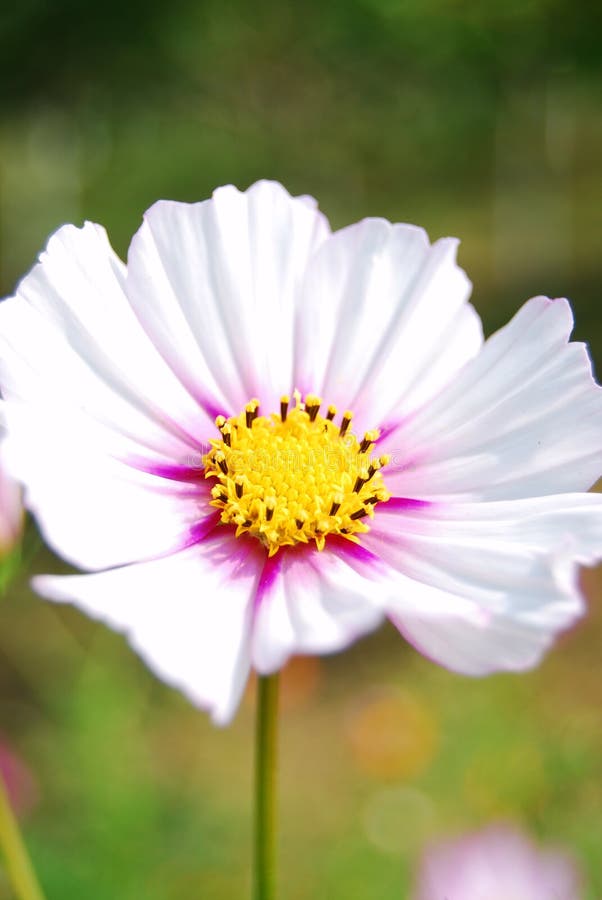 White coreopsis flowers stock image. Image of blossom - 34157899