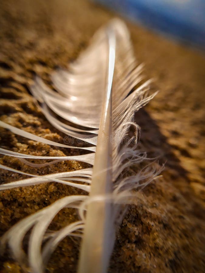 Cormorant Feather on the Beach Stock Photo - Image of nature, object ...