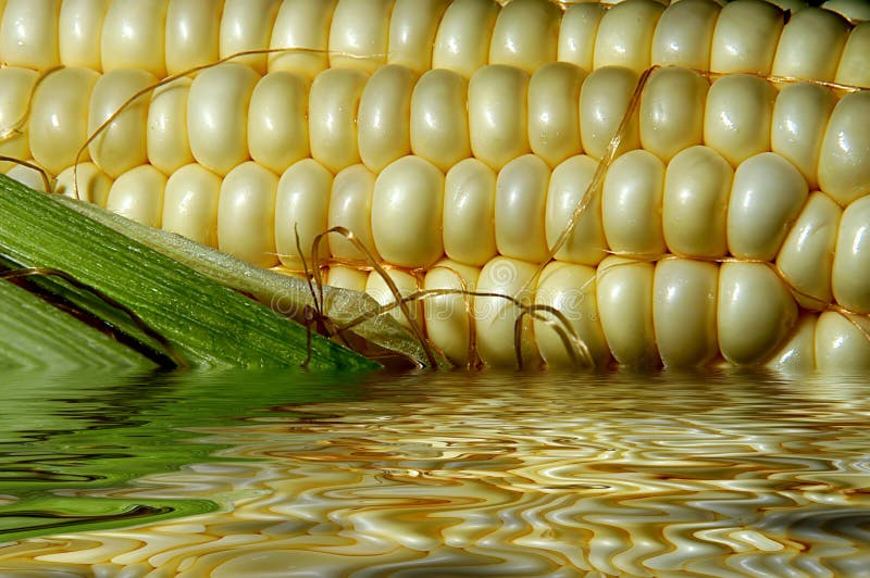 White Corn stock image. Image of agriculture, farming - 1662369