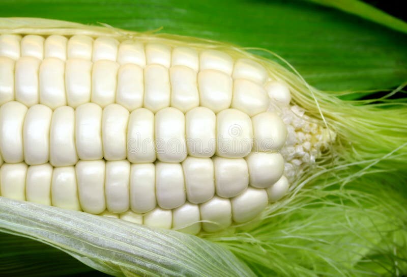 White corn stock image. Image of husk, organic, corn - 19909021