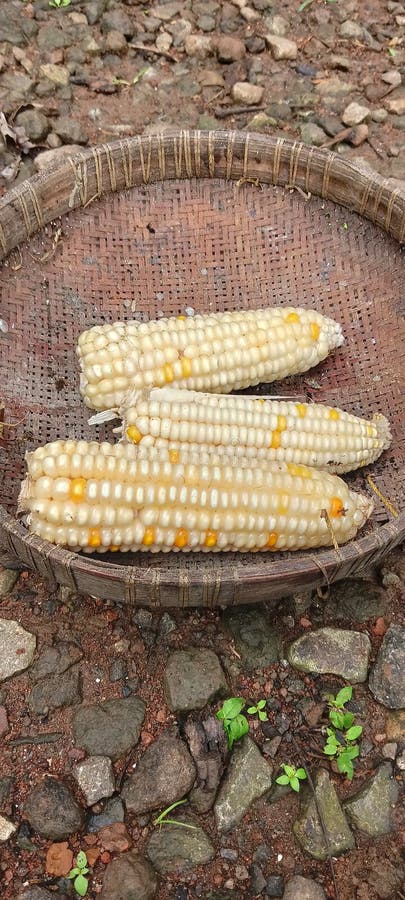 Corn stock photo. Image of woven, container, corn, bamboo - 267467468