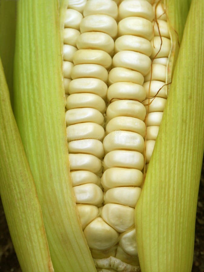 White corn on the cob stock image. Image of farmer, corn - 363009