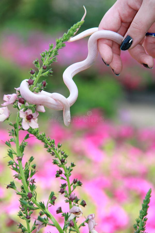 White Corn Snake on Flower stock photo. Image of flowers - 64548578