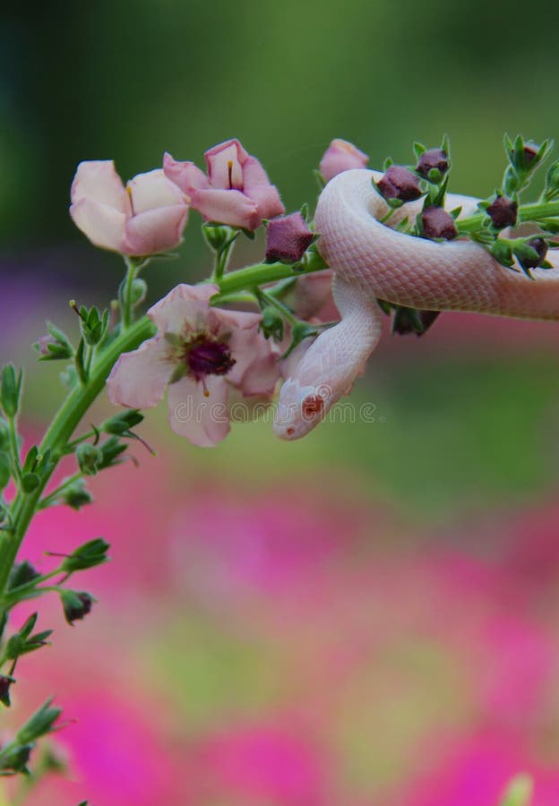 White Corn Snake on Flower stock photo. Image of flowers - 64548592