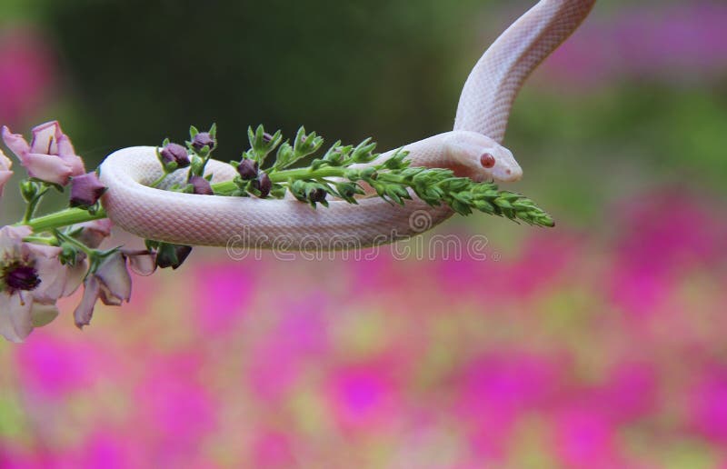 White Corn Snake on Flower stock image. Image of flowers - 64548603