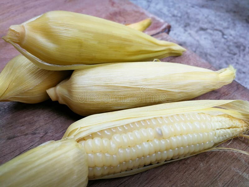 Ripe cornn plant stock image. Image of corn, agriculture - 72274615