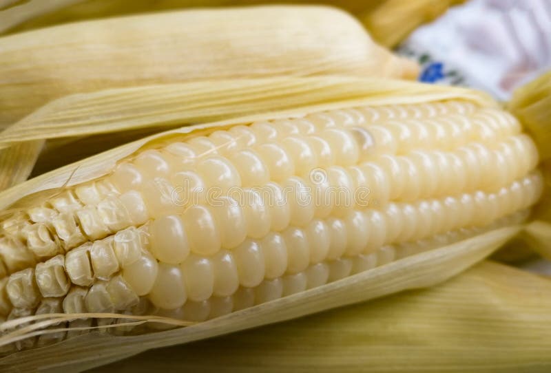 White corn stock image. Image of detail, maize, food - 114517447