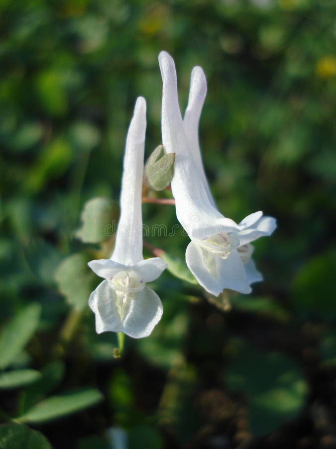 White corydalis stock image. Image of march, ephemeral - 33145917