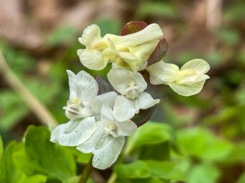 White corydalis stock photo. Image of shrub, blossom - 371832376