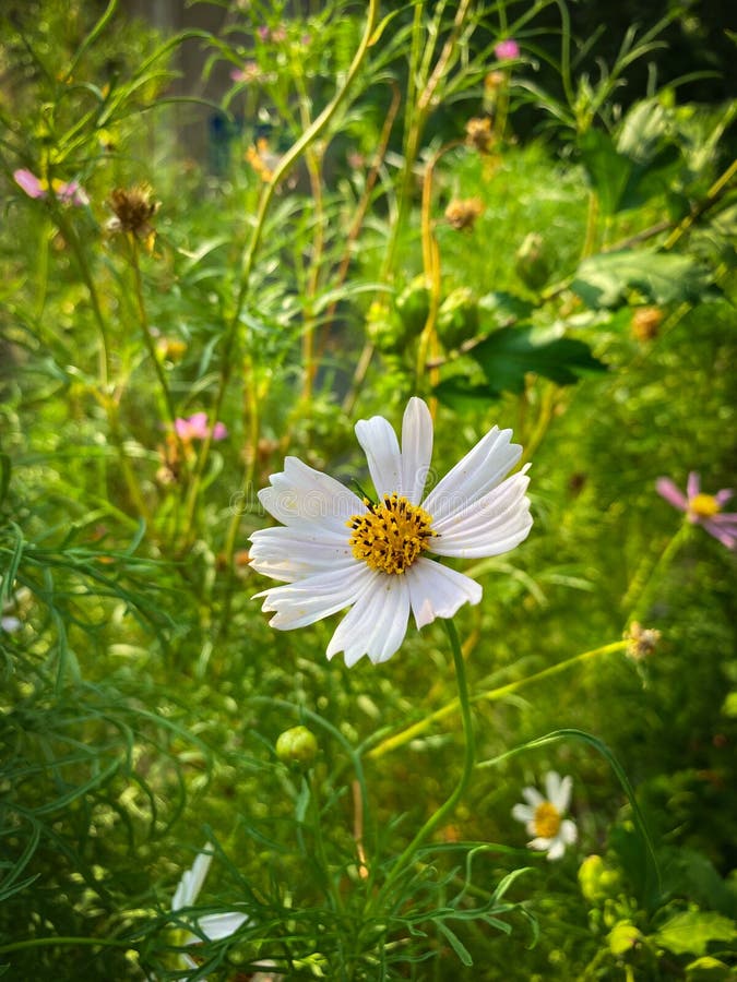 White cosmea stock image. Image of courtyard, beautiful - 226883323