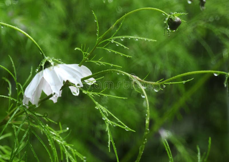White Cosmos Head Flower Under Rain Stock Photo - Image of flower ...