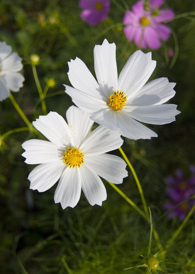 White Cosmos Flowers Blue Sky Stock Photo - Image of clouds, flowers ...