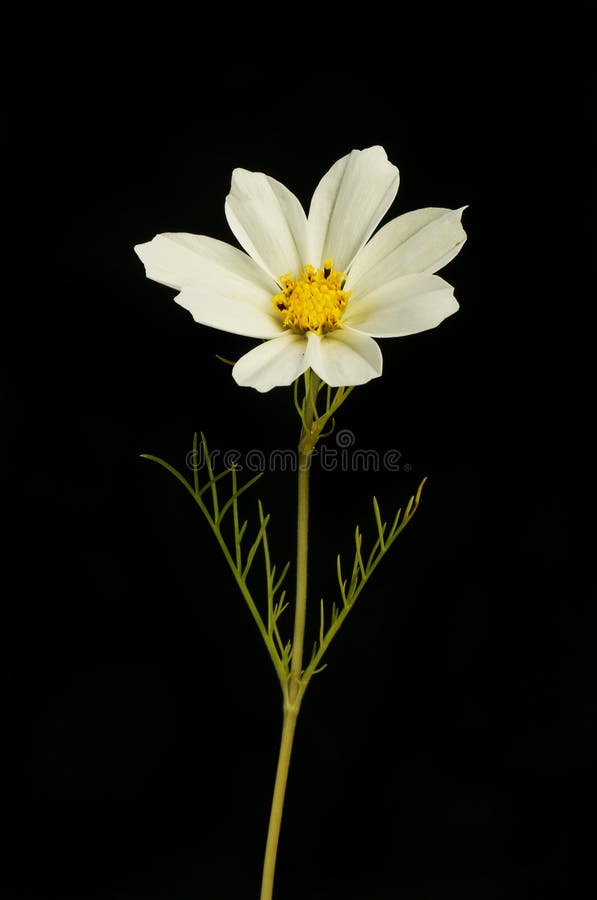 White cosmos against black stock photo. Image of blossom - 198674012