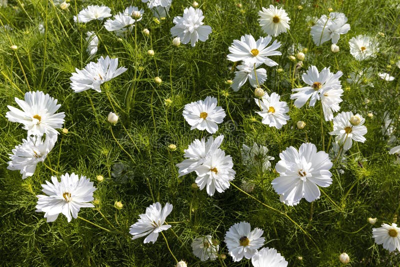White Cosmos Bipinnatus Flowers in a Garden Stock Photo - Image of ...