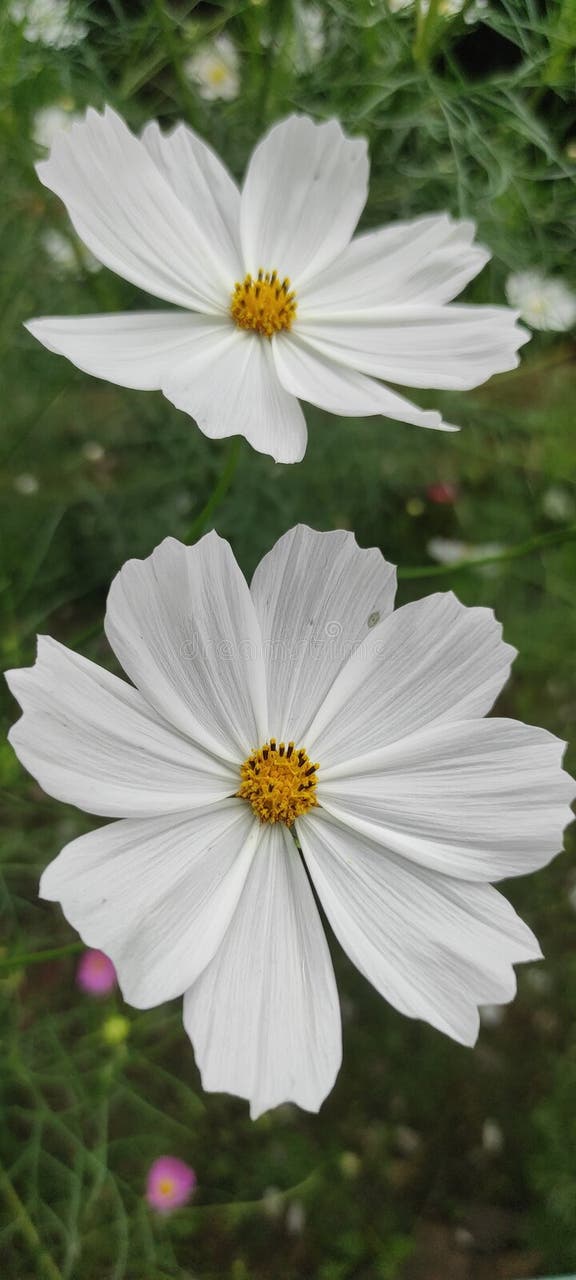 White Cosmos Flower, Bunga Putih Stock Photo - Image of meadow ...