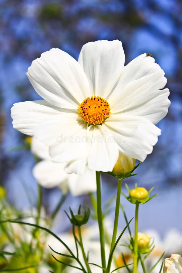 13,541 Wild Cosmos Flower Stock Photos - Free & Royalty-Free Stock ...