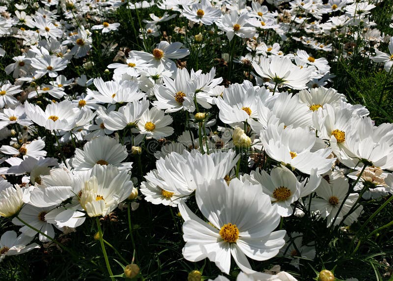 The White Cosmos Flower Field in the Garden Stock Photo - Image of ...