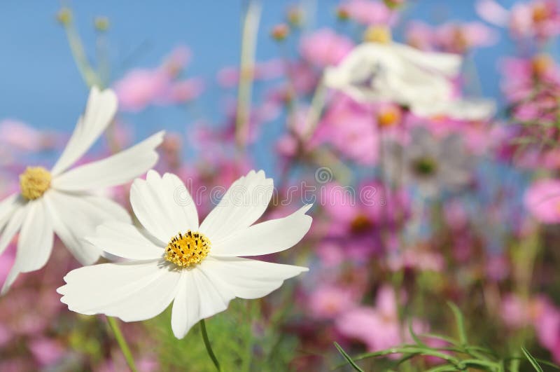 White Cosmos Flowers is Blooming in the Field Stock Photo - Image of ...